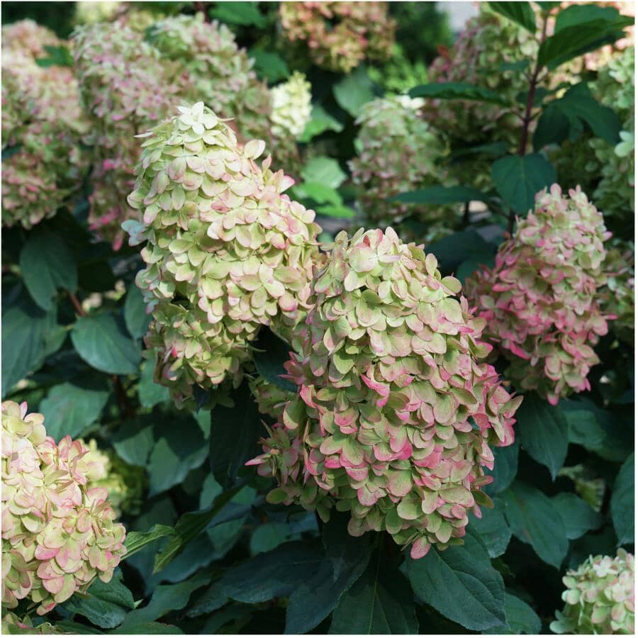 PROVEN WINNERS Limelight Prime Panicle Hydrangea Perennial Plant | Home ...