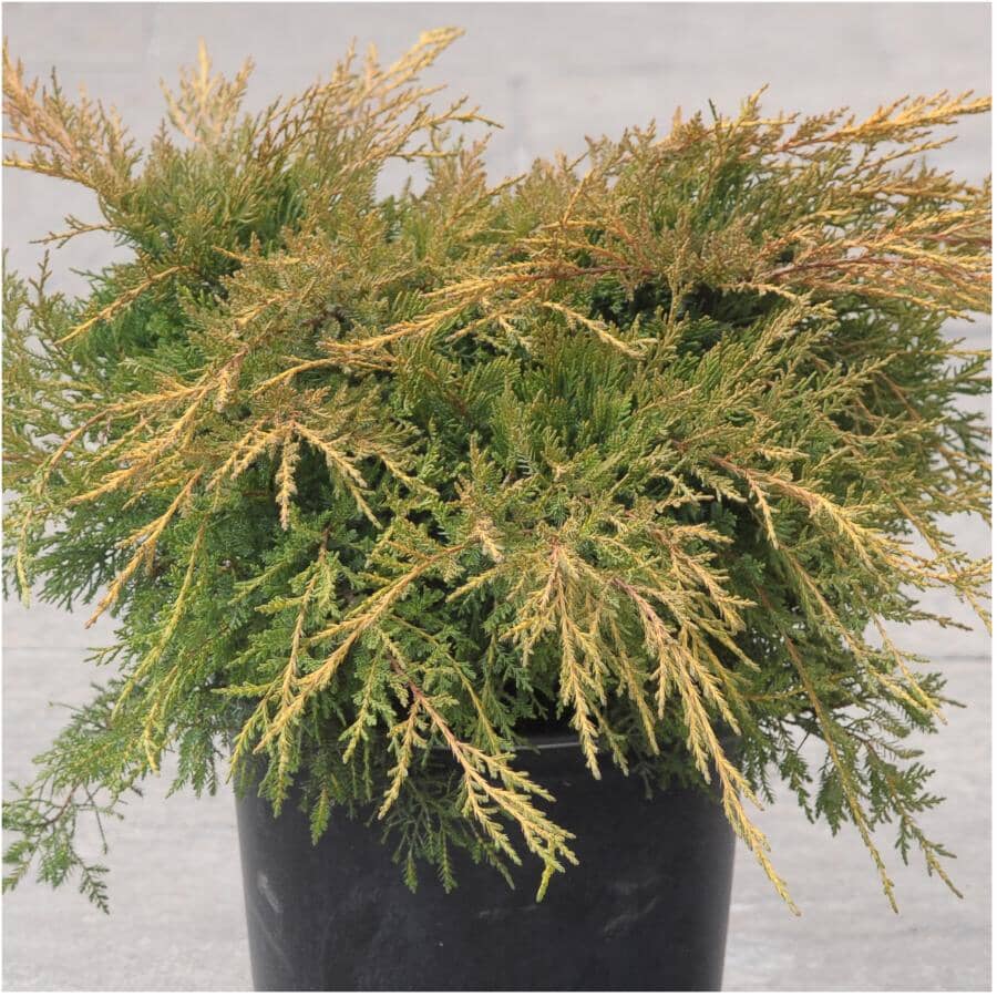 SIMPLY THE BEST Gold Star Juniper Evergreen Shrub | Home Hardware
