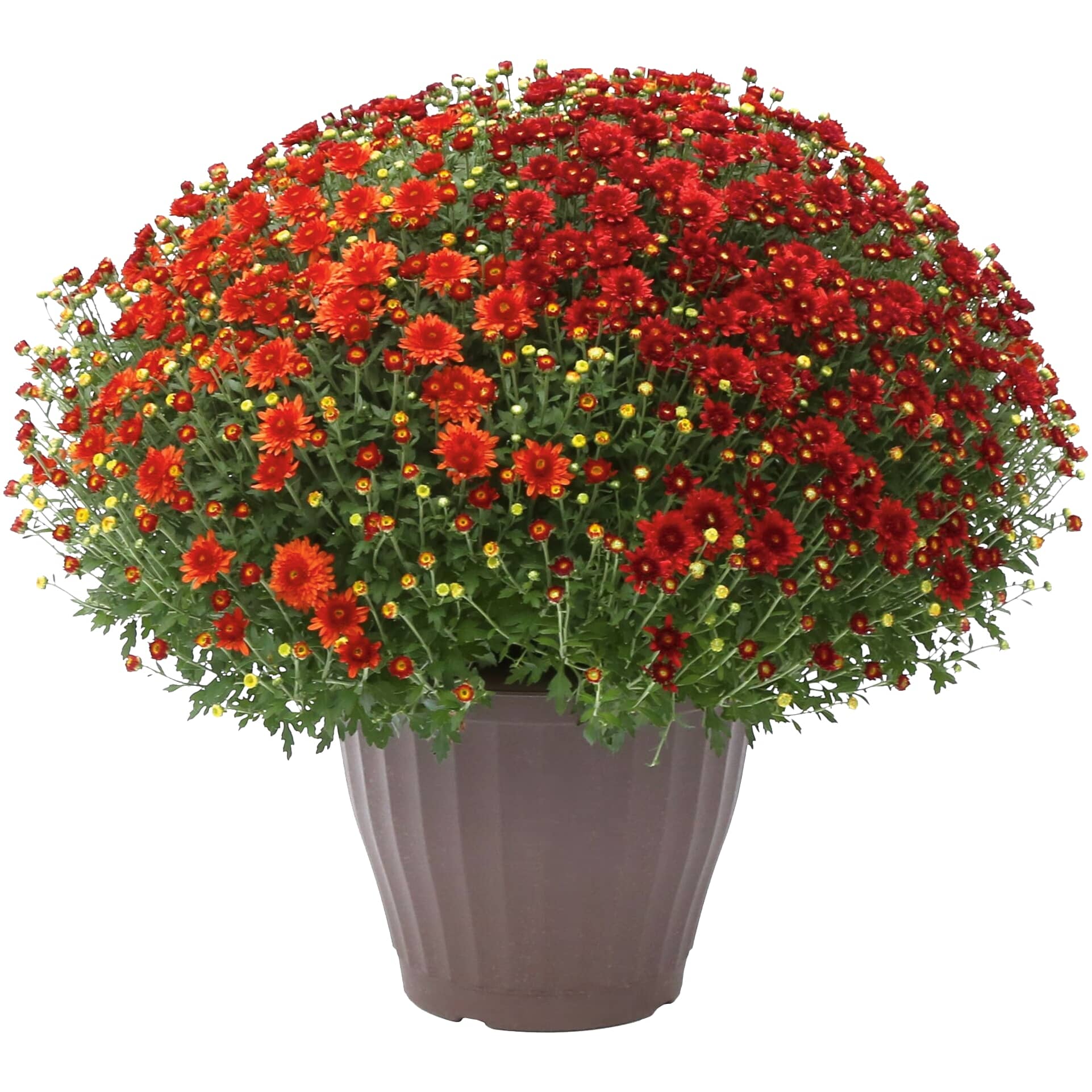 9" Mums - Assorted Colours | Home Hardware