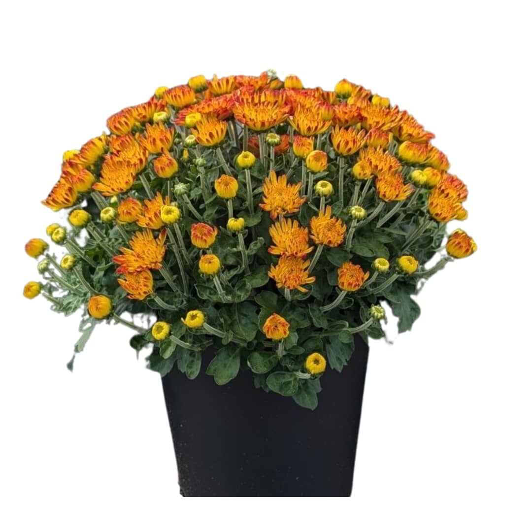 9" Mums - Assorted Colours | Home Hardware