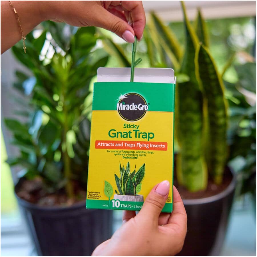 MIRACLE-GRO Sticky Gnat Traps | Home Hardware