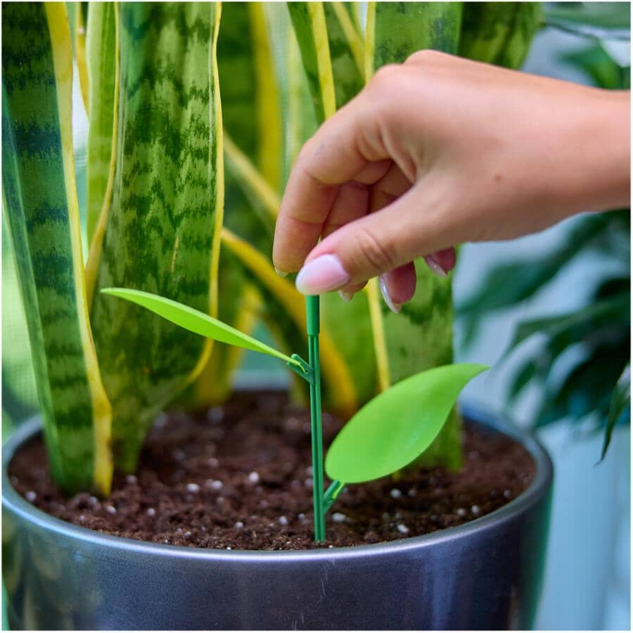 MIRACLE-GRO Sticky Gnat Traps - 10 Pack | Home Hardware