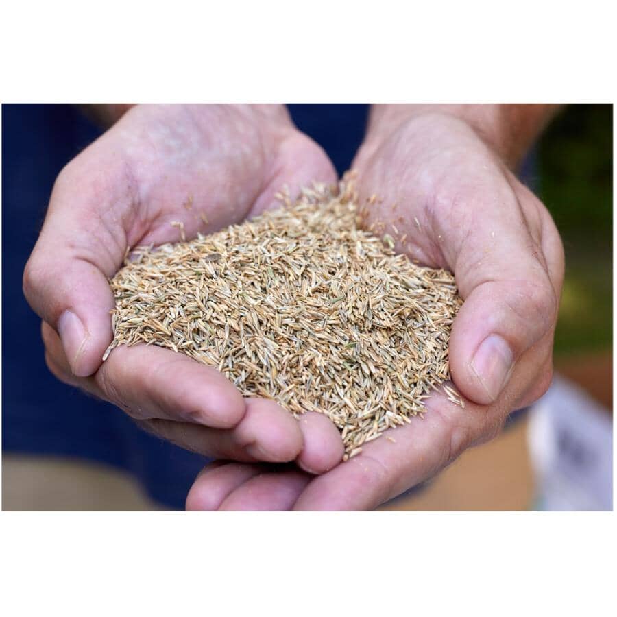 SCOTTS 1kg Turf Builder All Purpose Grass Seed | Home Hardware