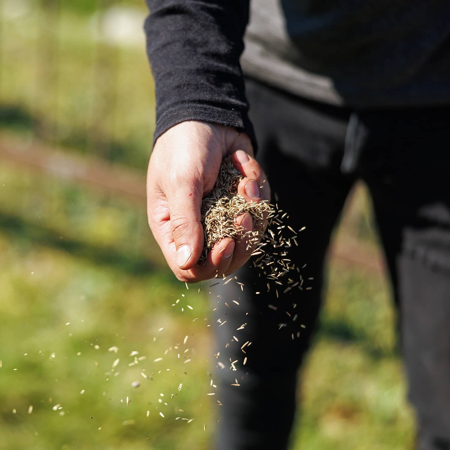 C-I-L Iron+ Premium Sun & Shade Grass Seed | Home Hardware