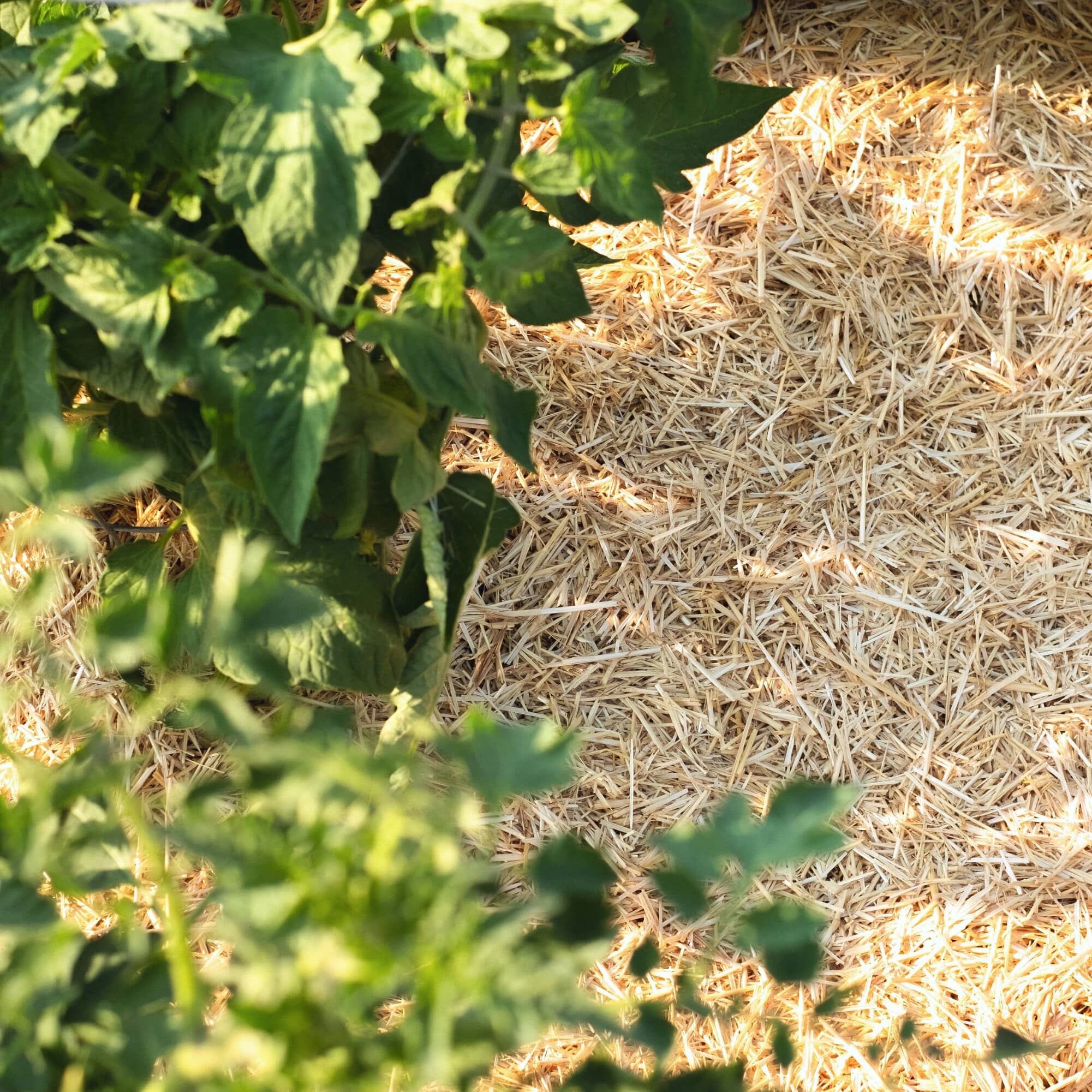 HEALTHISTRAW 0.5 Cu. Ft. GardenStraw Mini Premium Mulch | Home Hardware