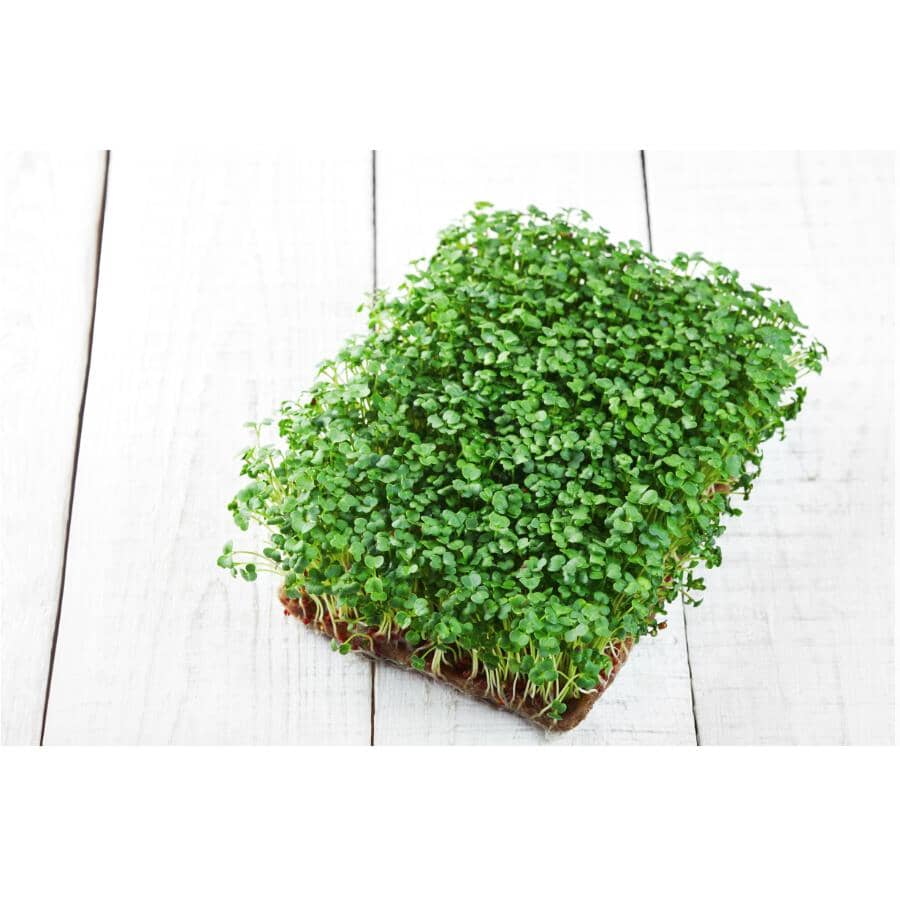 MCKENZIE Broccoli Microgreens Grow Kit | Home Hardware