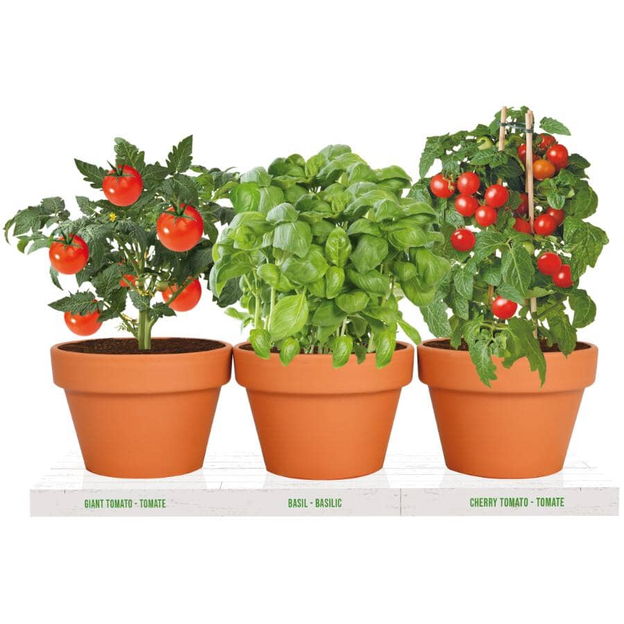 TOTAL GREEN Healthy Veggie Italian Trio Grow Kit | Home Hardware