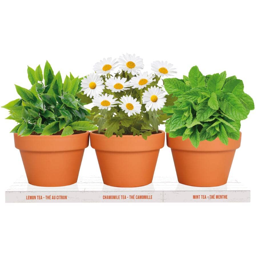 TOTAL GREEN Herbal Tea Garden Grow Kit | Home Hardware