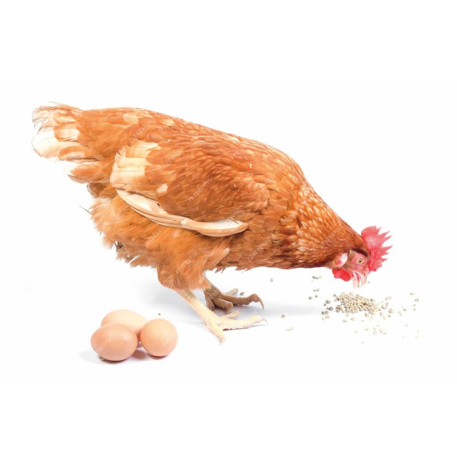 HOME HARDWARE Poultry Scratch Feed | Home Hardware