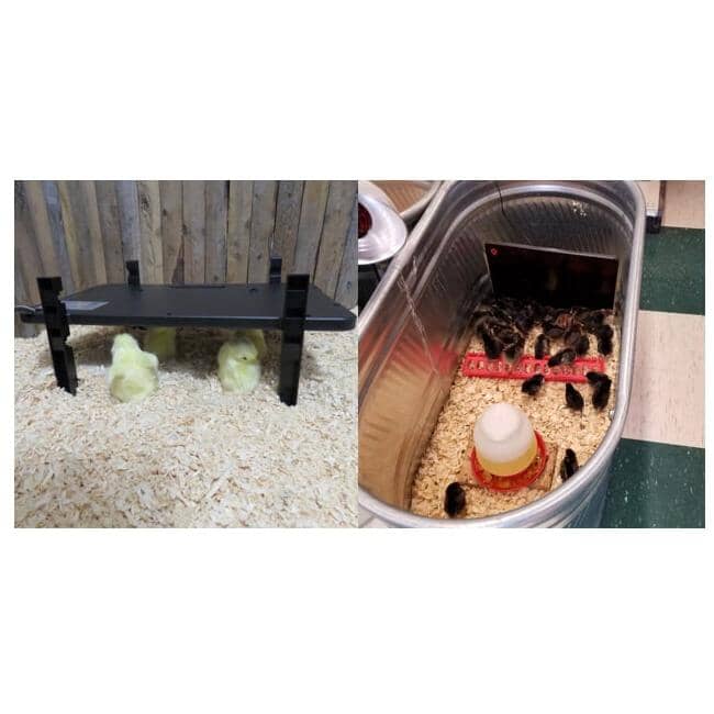 FARM INNOVATORS 2-in-1 Chicken Coop Heater & Brooder | Home Hardware