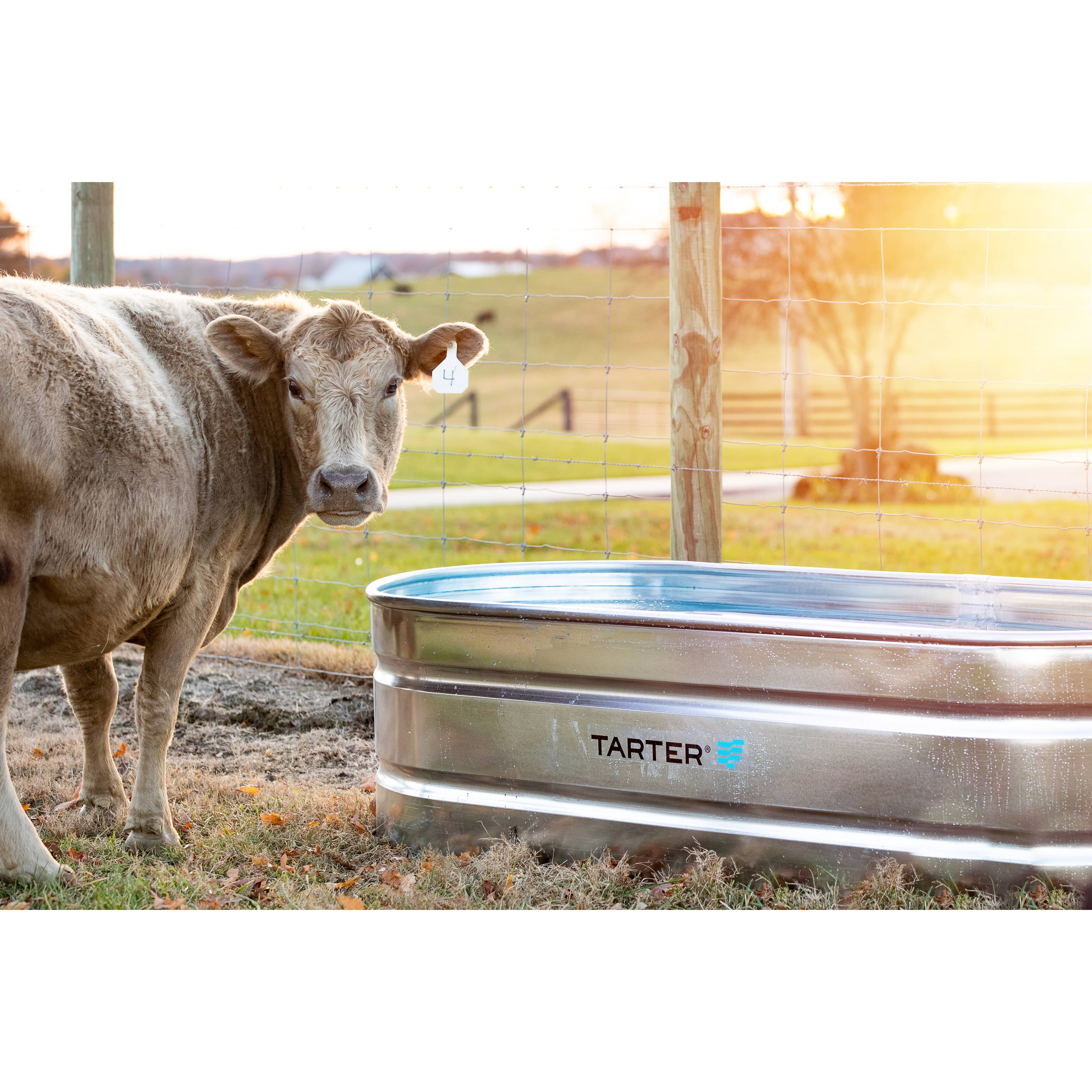 TARTER Galvanized Oval Stock Tank | Home Hardware