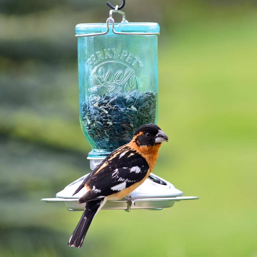 PERKY PET Mason Jar Glass Bird Feeder | Home Hardware
